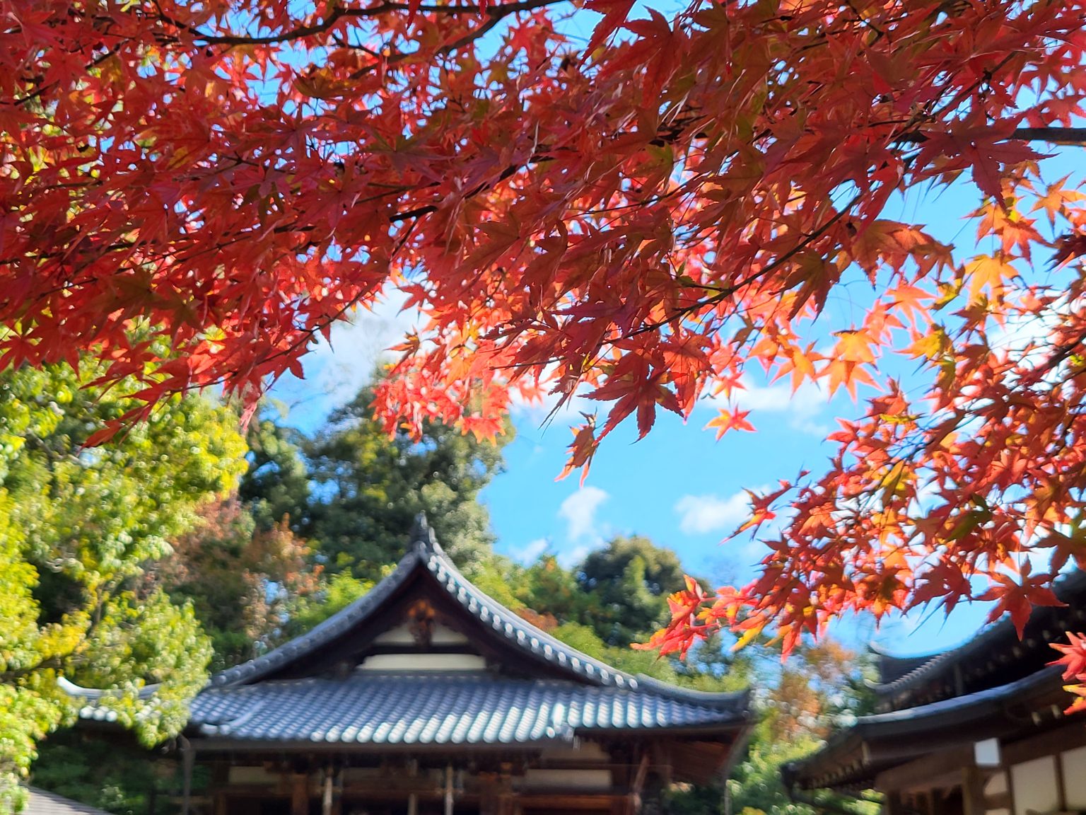 Japonija 2024 m. lapkričio pabaigoje | Sakuros Kelias